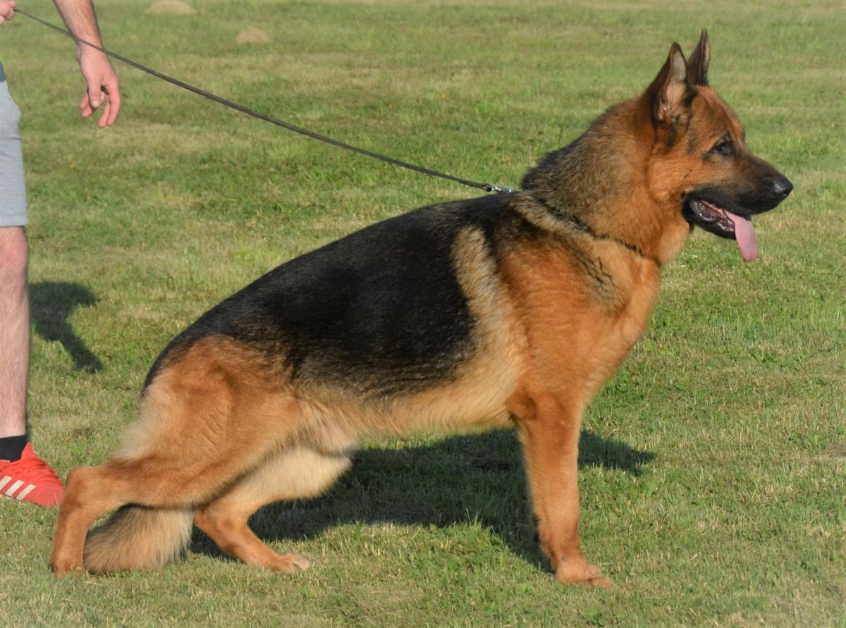 German Shepherd named Niko di Casa Caputi