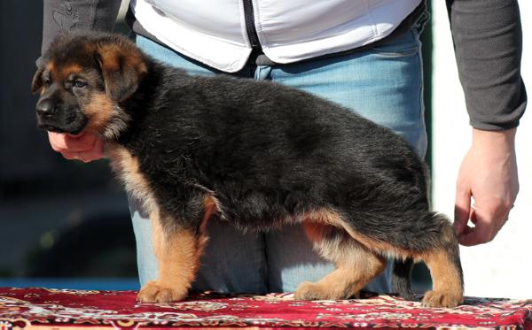 German Shepherd named Viva Victoria