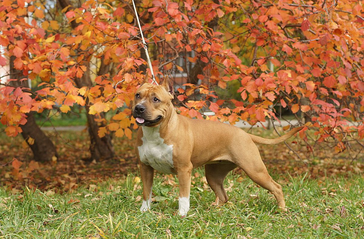 American Staffordshire Terrier named SPIRIT FORZE Kindness Sunshine