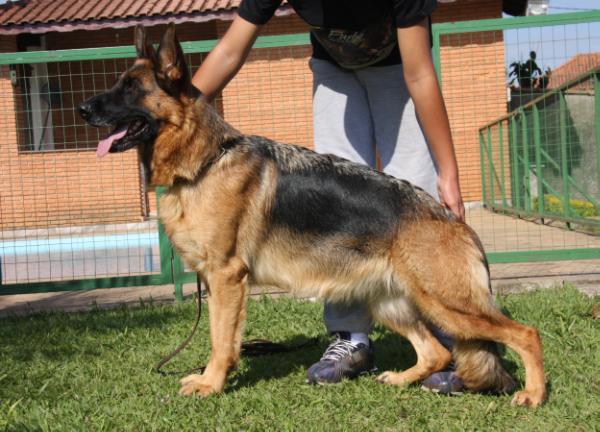 German Shepherd named Yasmin vom Haus Breff