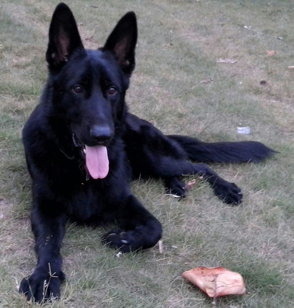 German Shepherd named Sabache