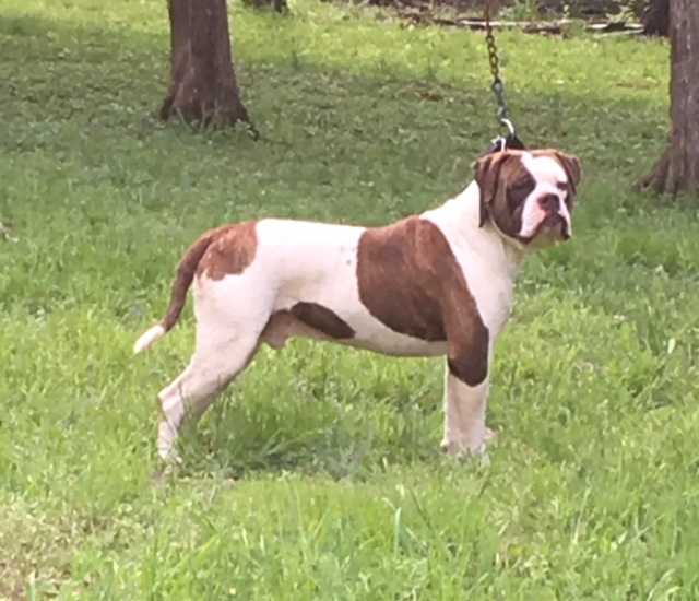 Bulldog named Dailey's Hillbilly