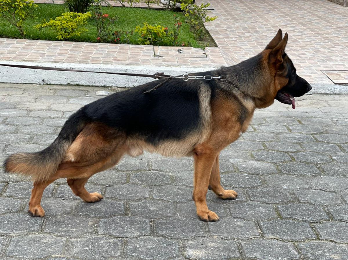 German Shepherd named ARCHIE VON DER CHAKO