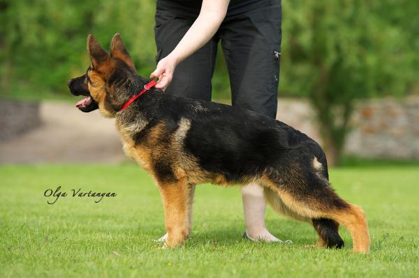 Pet Simple DNA
