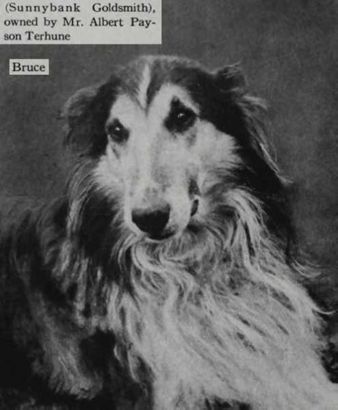 Rough Collie named Sunnybank Goldsmith (Bruce) [Mr Albert Payson Terhune's]