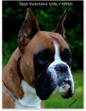 Pet Simple DNA