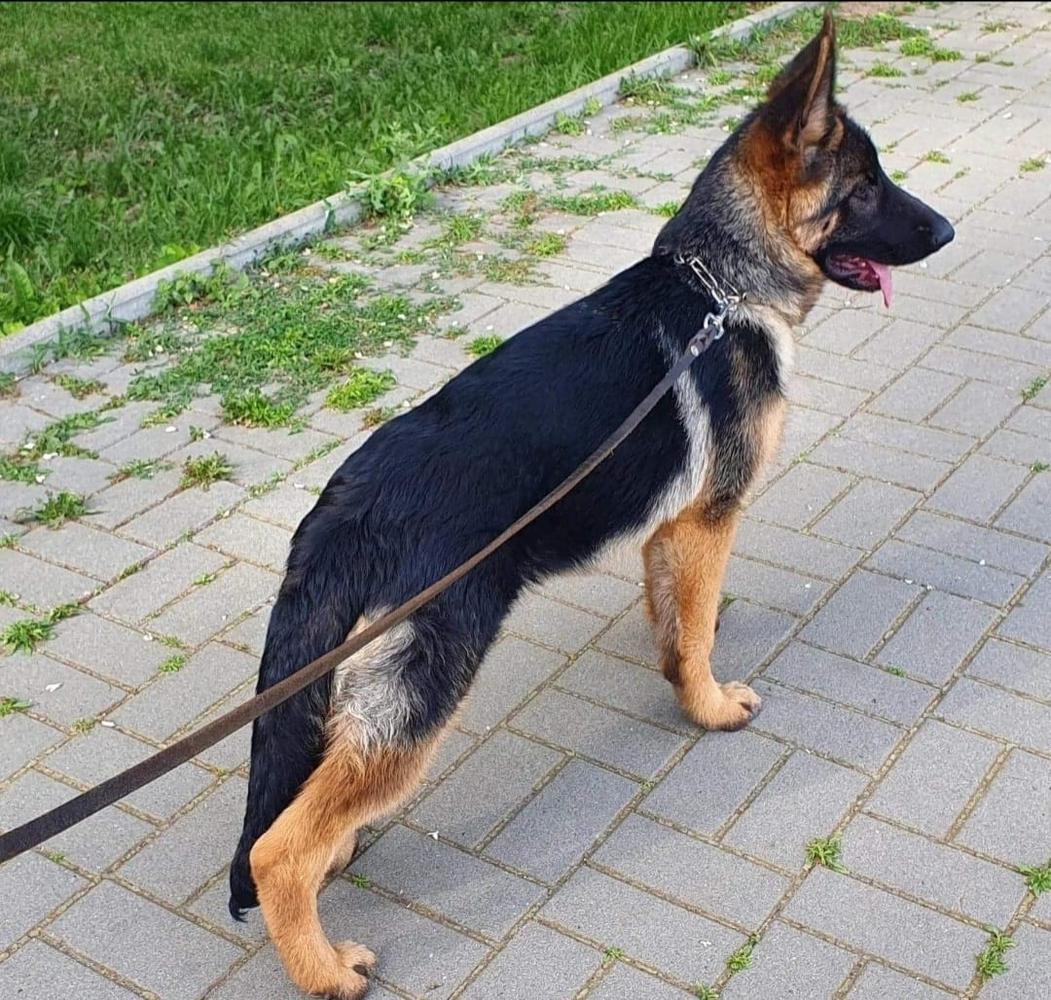 German Shepherd named Kim crisandre von Vlasa