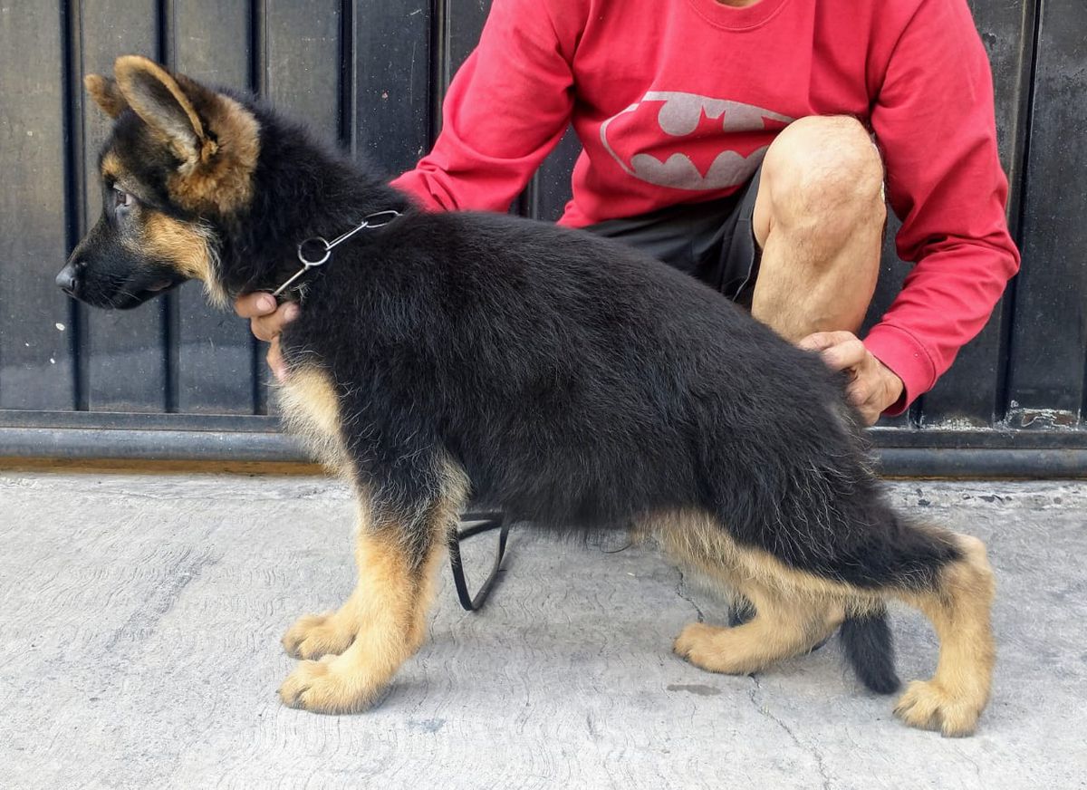 German Shepherd named Kiki Von Hann-Zan