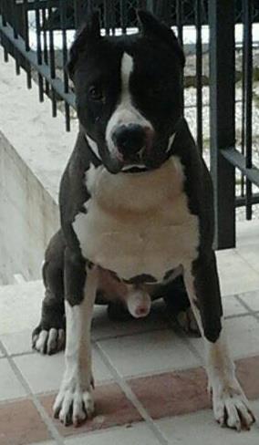 Pet Simple DNA