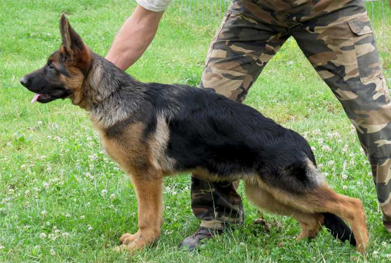 German Shepherd named Edwin Otto von Abgrund