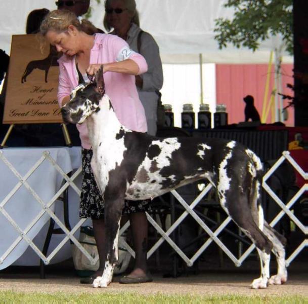 Great Dane named Twin Bay's Dark Side of the Moon