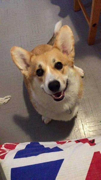 Pembroke Welsh Corgi named Little Miss Leïka des Salines de Goupil