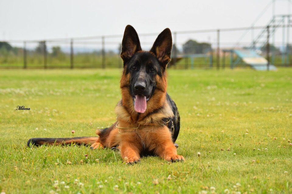 German Shepherd named Gold Art Imperator