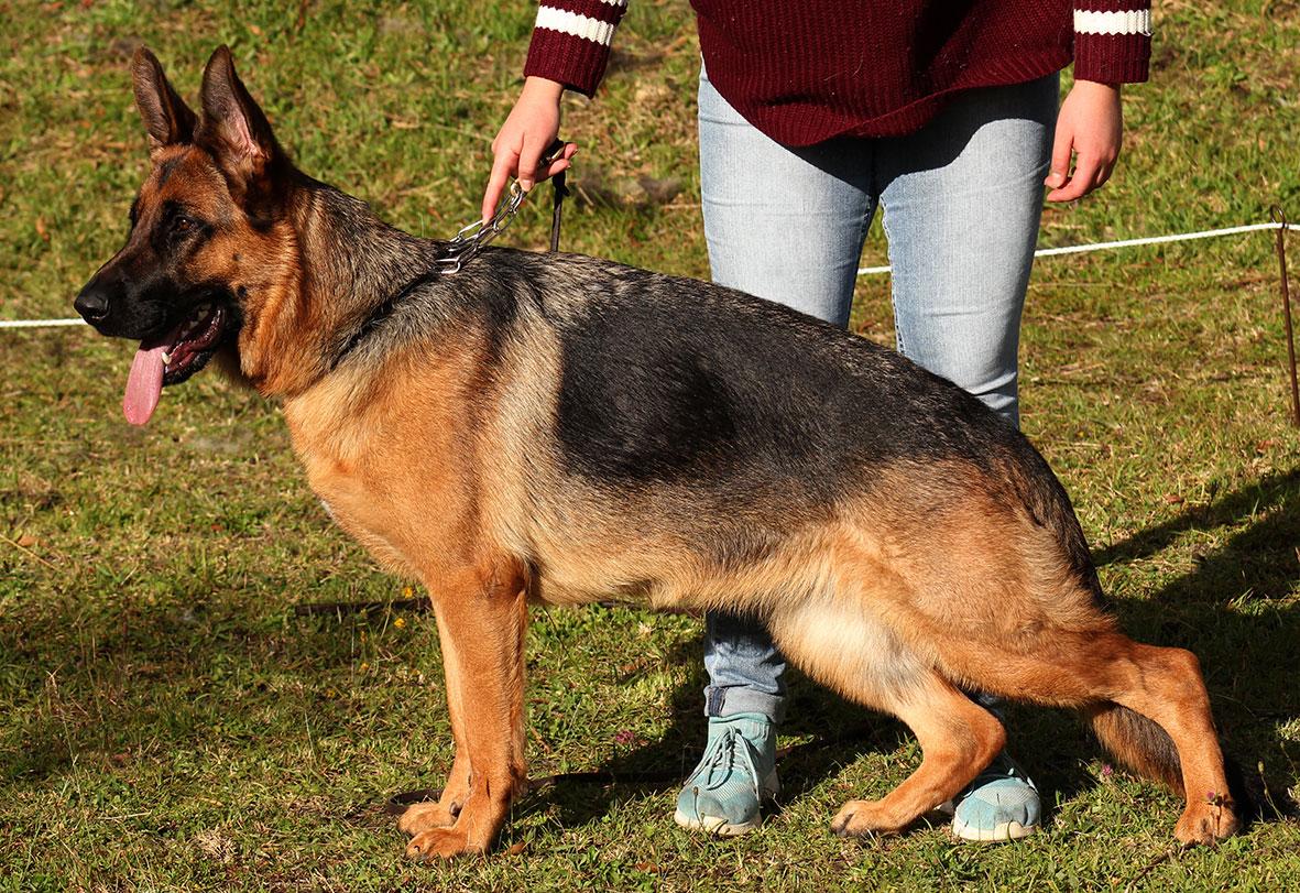 German Shepherd named Brandy del Círculo de Fuego