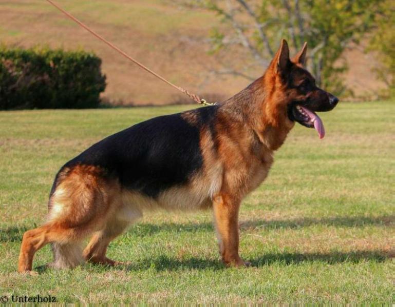 German Shepherd named Solo Vom Drache Feld