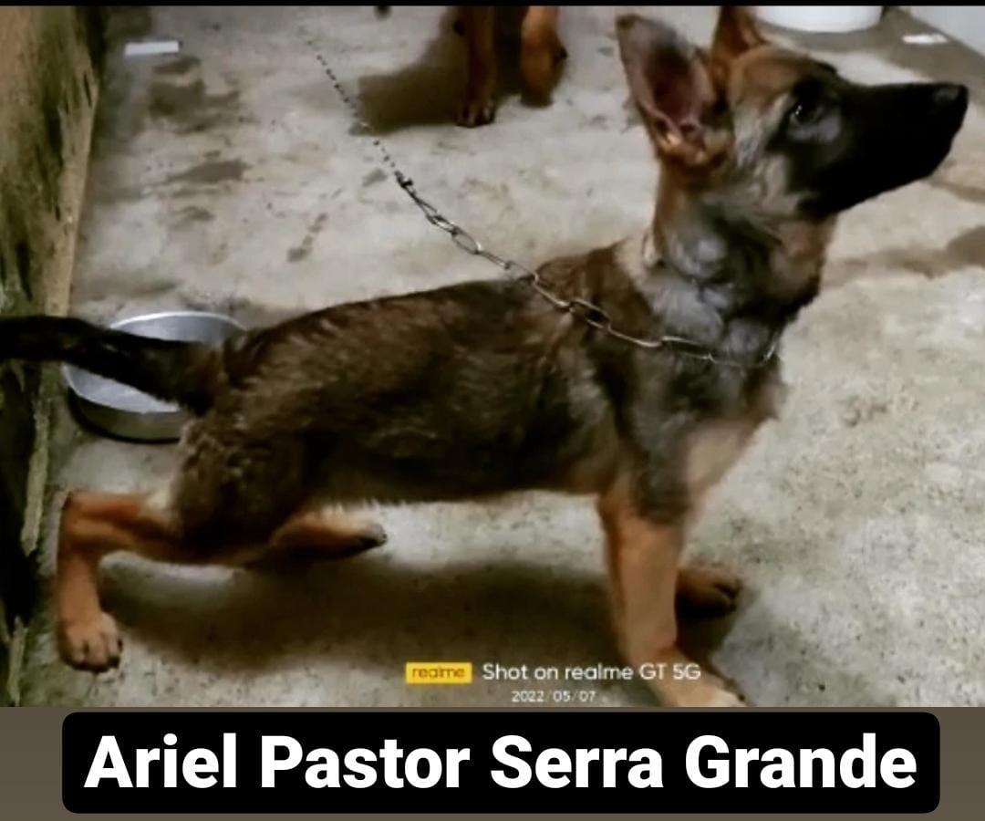 German Shepherd named Ariel Pastor Serra Grande