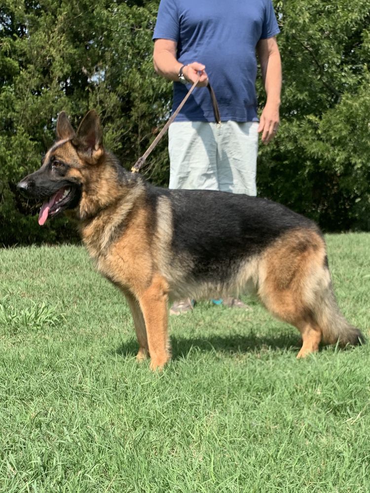 German Shepherd named Sabrina Vom Nevadahaus