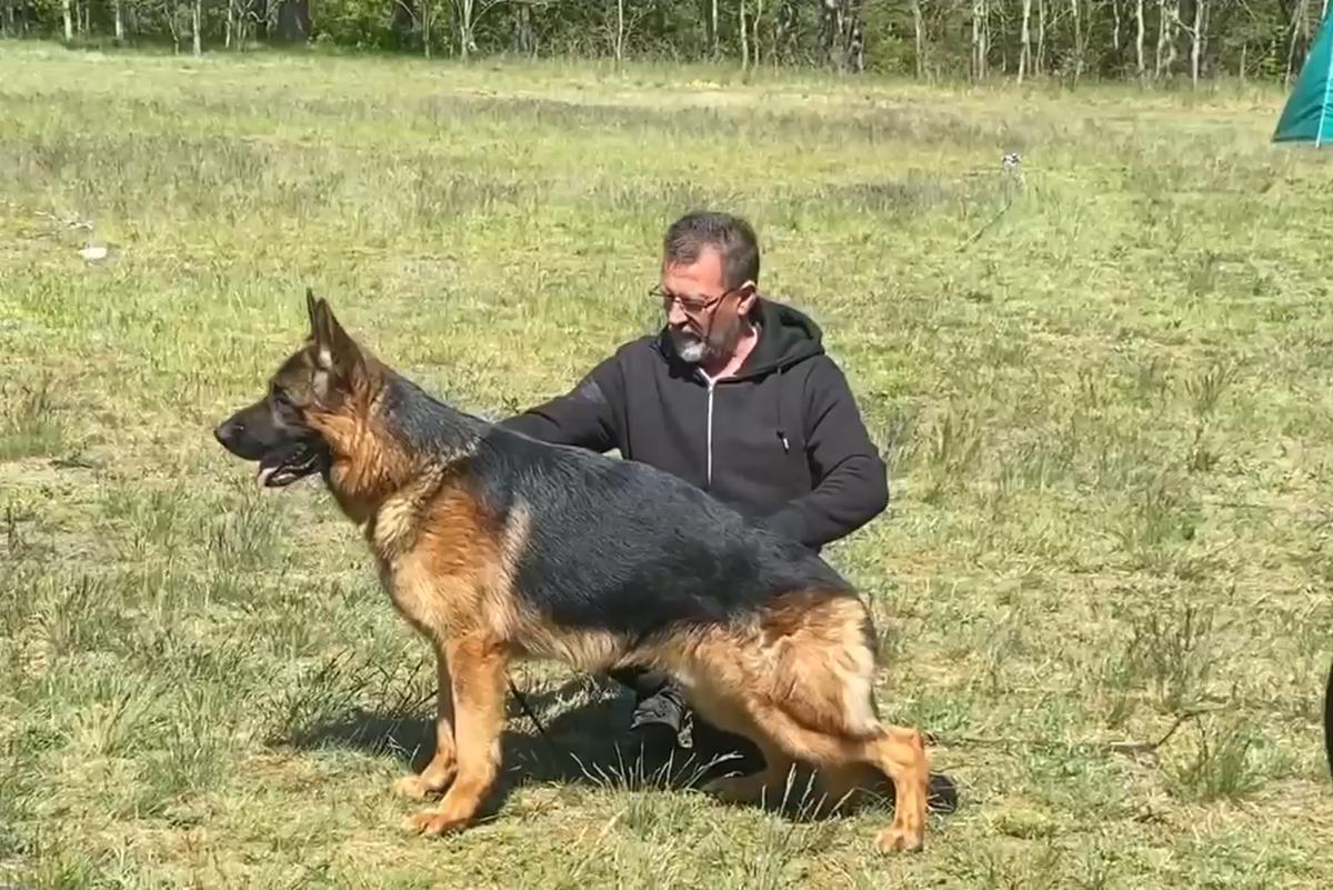 German Shepherd named CANTO Majsm