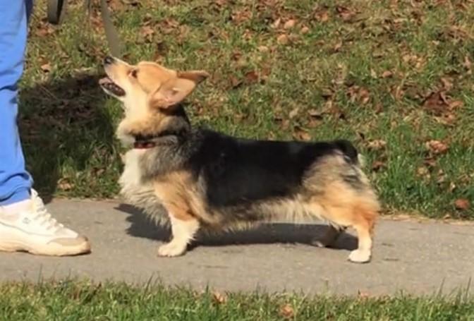 Pembroke Welsh Corgi named Neverita s Tseriya - Shanni