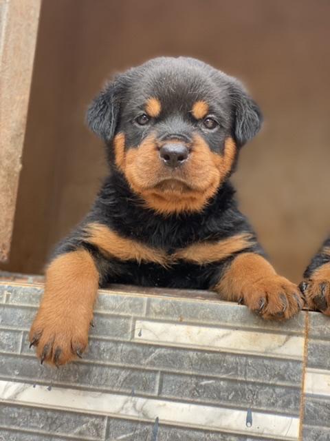 Home Page | United Pet Club