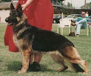 German Shepherd named Valley Oak's Valetta of Arelee