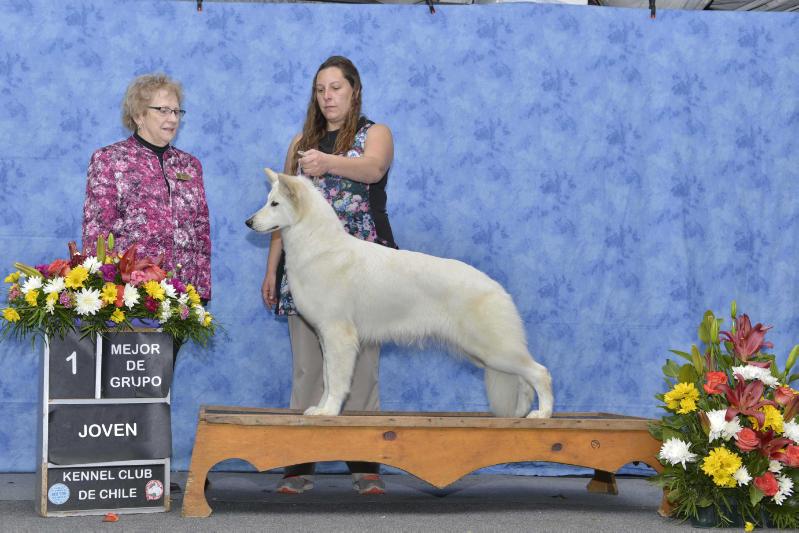 White Swiss Shepherd Dog named White Feeling Dakota