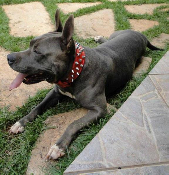 American Staffordshire Terrier named Donna Duran Ponte Alta DF