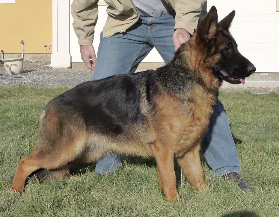 German Shepherd named Matilda Von Vazquez