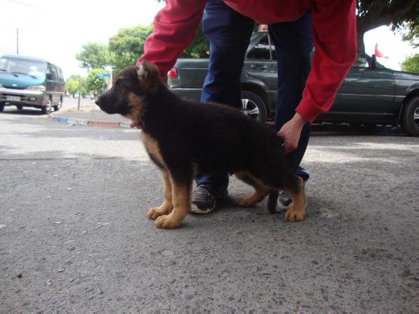 German Shepherd named Dux von Haus Tajadii