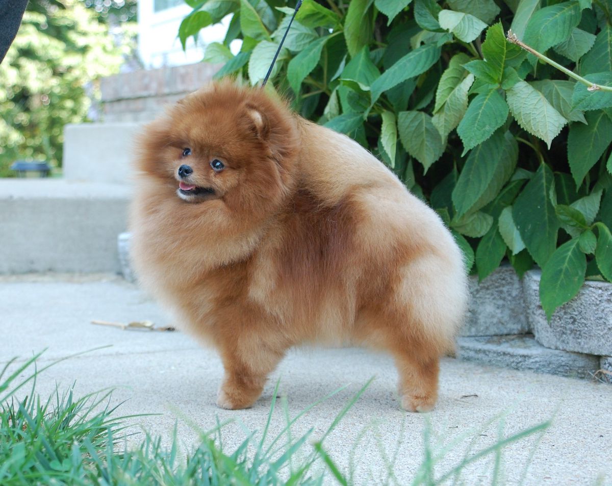 Pomeranian named Dee Little Butter My Biscuit