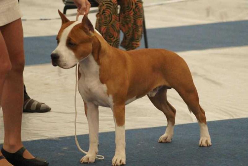 American Staffordshire Terrier named Ast'Studio Arseniy
