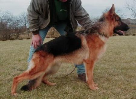 Pet Simple DNA