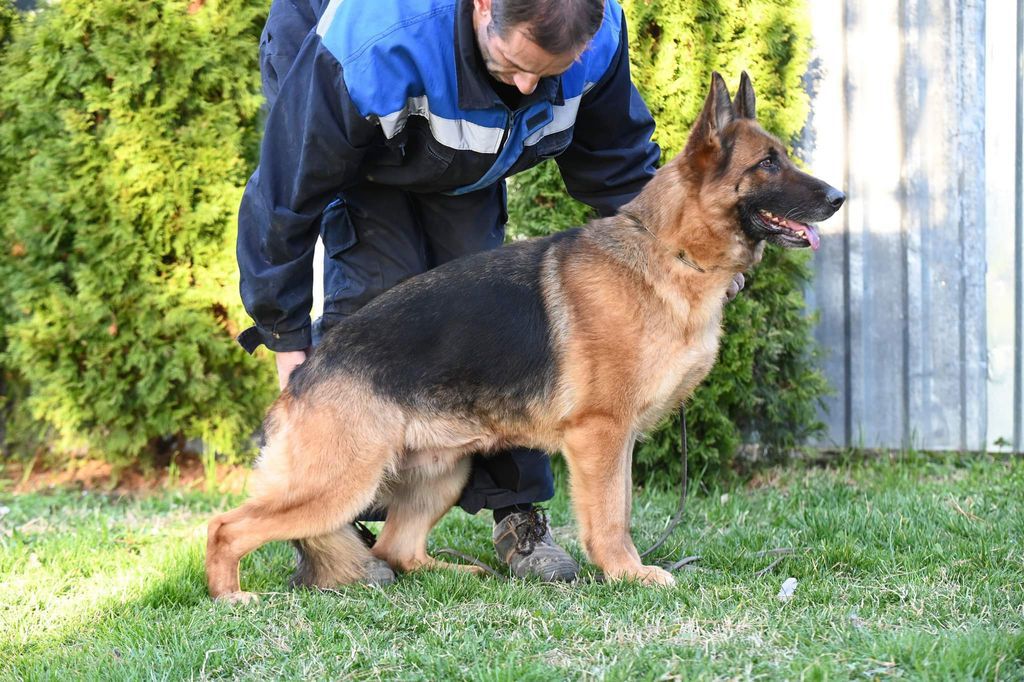 German Shepherd named Marta von der Piste Trophe