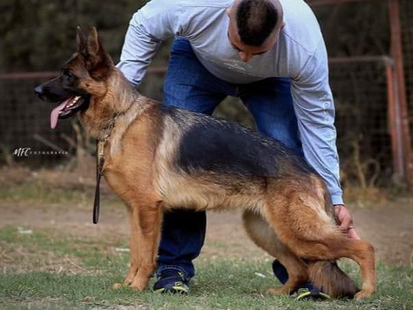 Pet Simple DNA