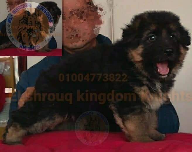 German Shepherd named Nona Elshrouq kingdom knights