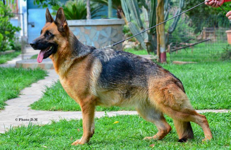 German Shepherd named Dolly Of Lazaros