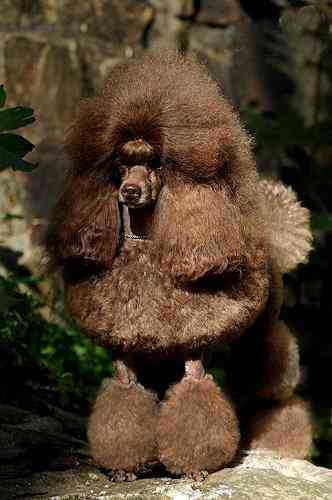 Poodle (Standard) named Fidel POKER FACE