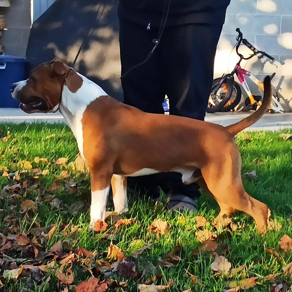 American Staffordshire Terrier named Rockabilly's Son Bambù
