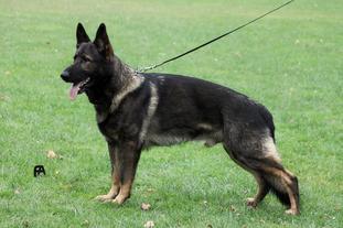 German Shepherd named Falco Loucke Zatisi