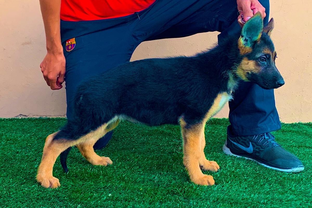 German Shepherd named Maki de Casa Grimaldo