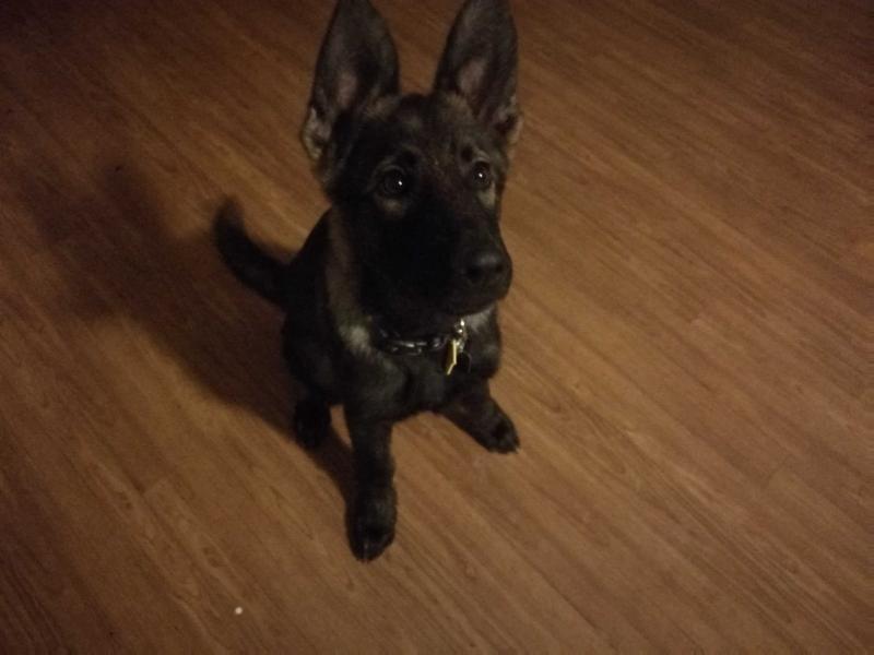 German Shepherd named Sigyn
