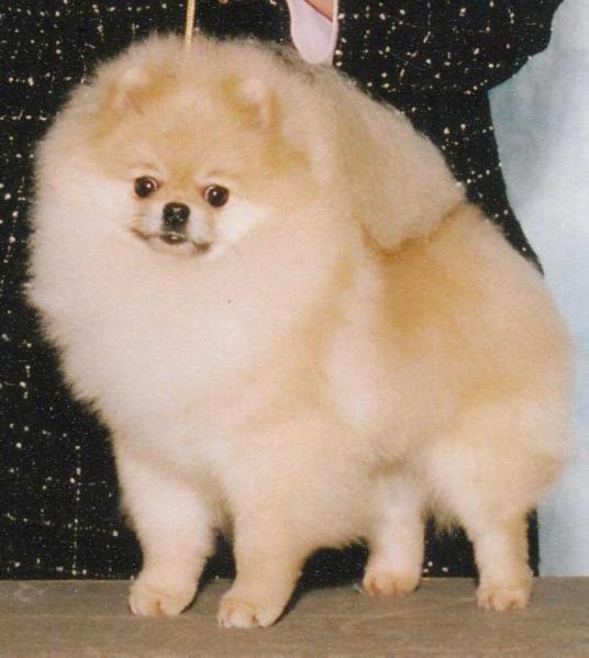 Pomeranian named Wintage N Shyacres CROWN ROYAL