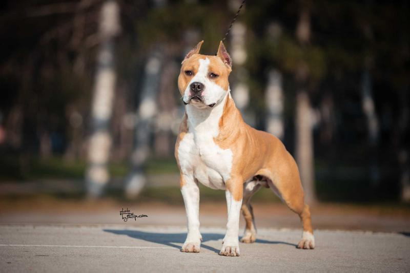 Pet Simple DNA