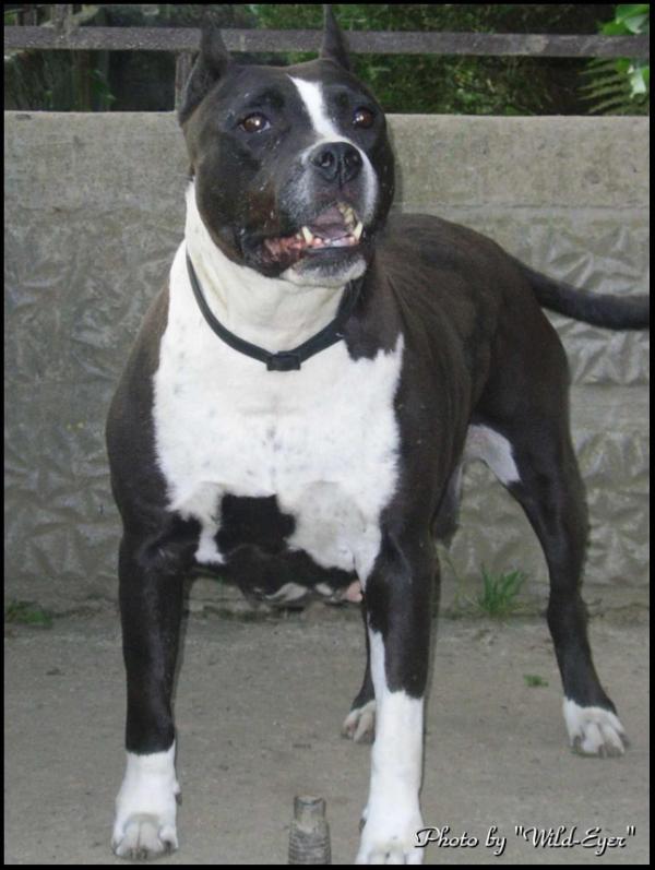 American Staffordshire Terrier named Wild-eyer Angel