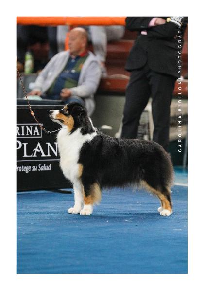 Australian Shepherd named Bayouland's Now You See Me