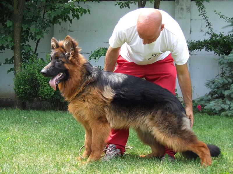 German Shepherd named Maximus von Bellissimo