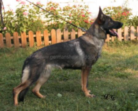 German Shepherd named Peddy vom Blumeneck