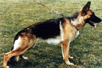Pet Simple DNA