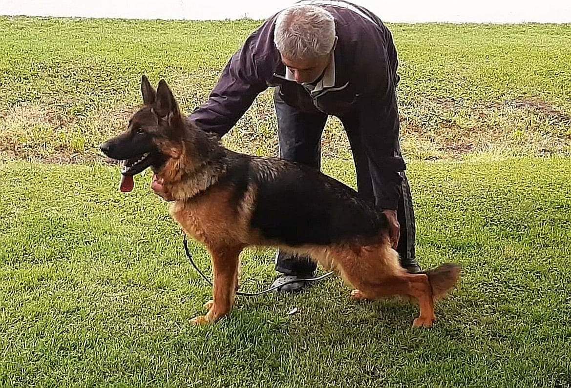 German Shepherd named Kappa Sremska
