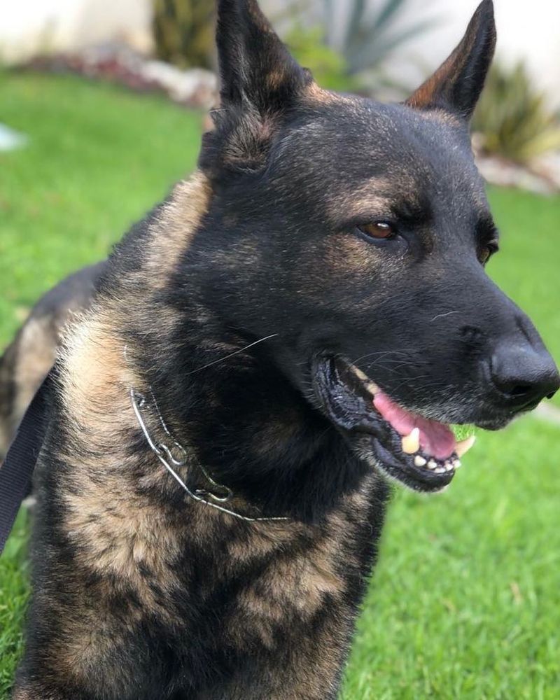German Shepherd named Conan Pagan Alvarado